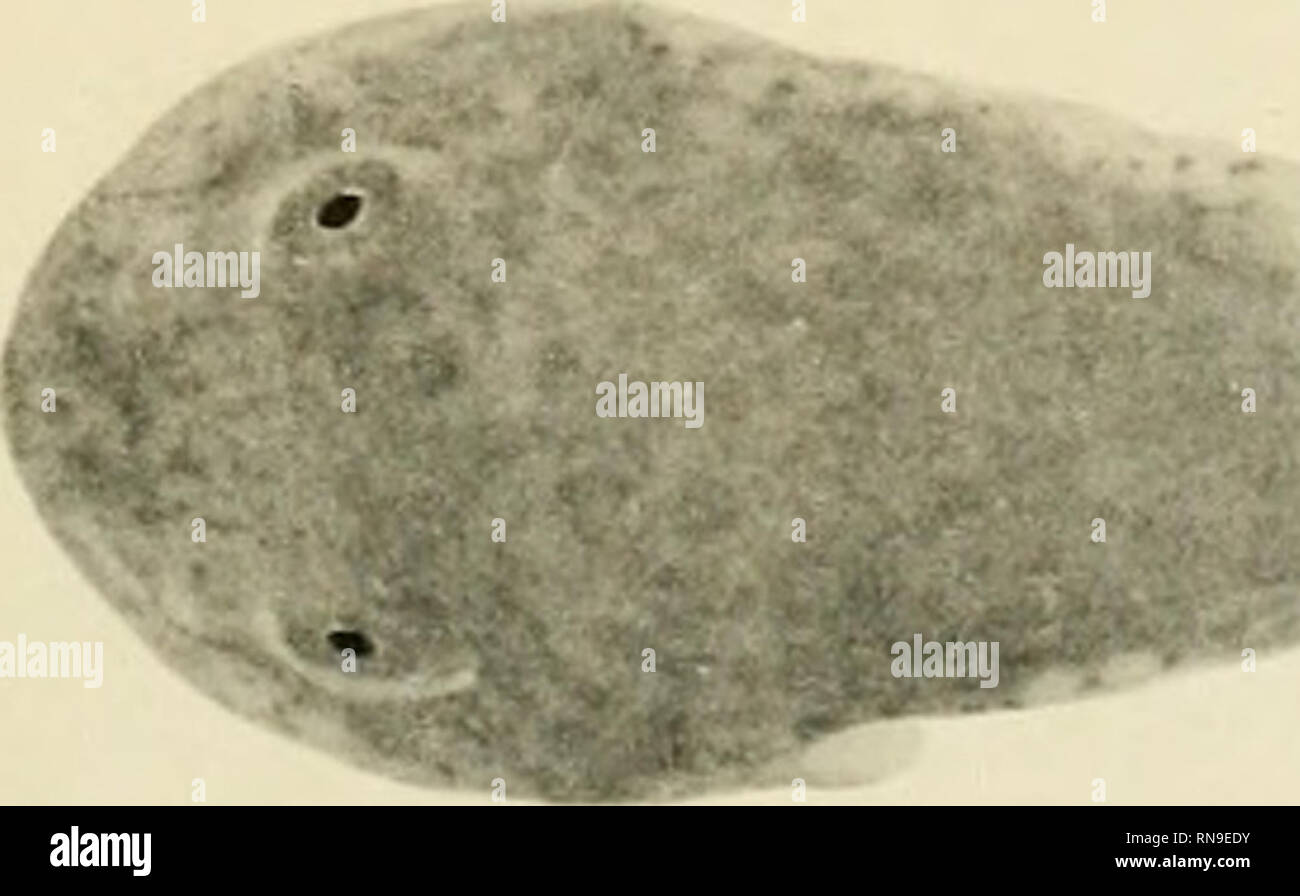 Wistar rat hi-res stock photography and images - Alamy