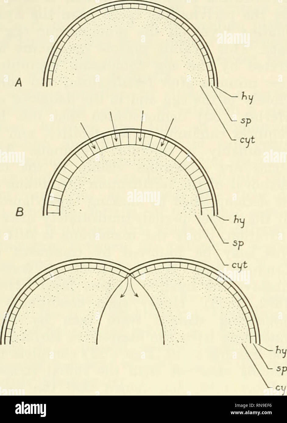 . Analysis of development. Embryology; Embryology. 222 Embryogenesis ...
