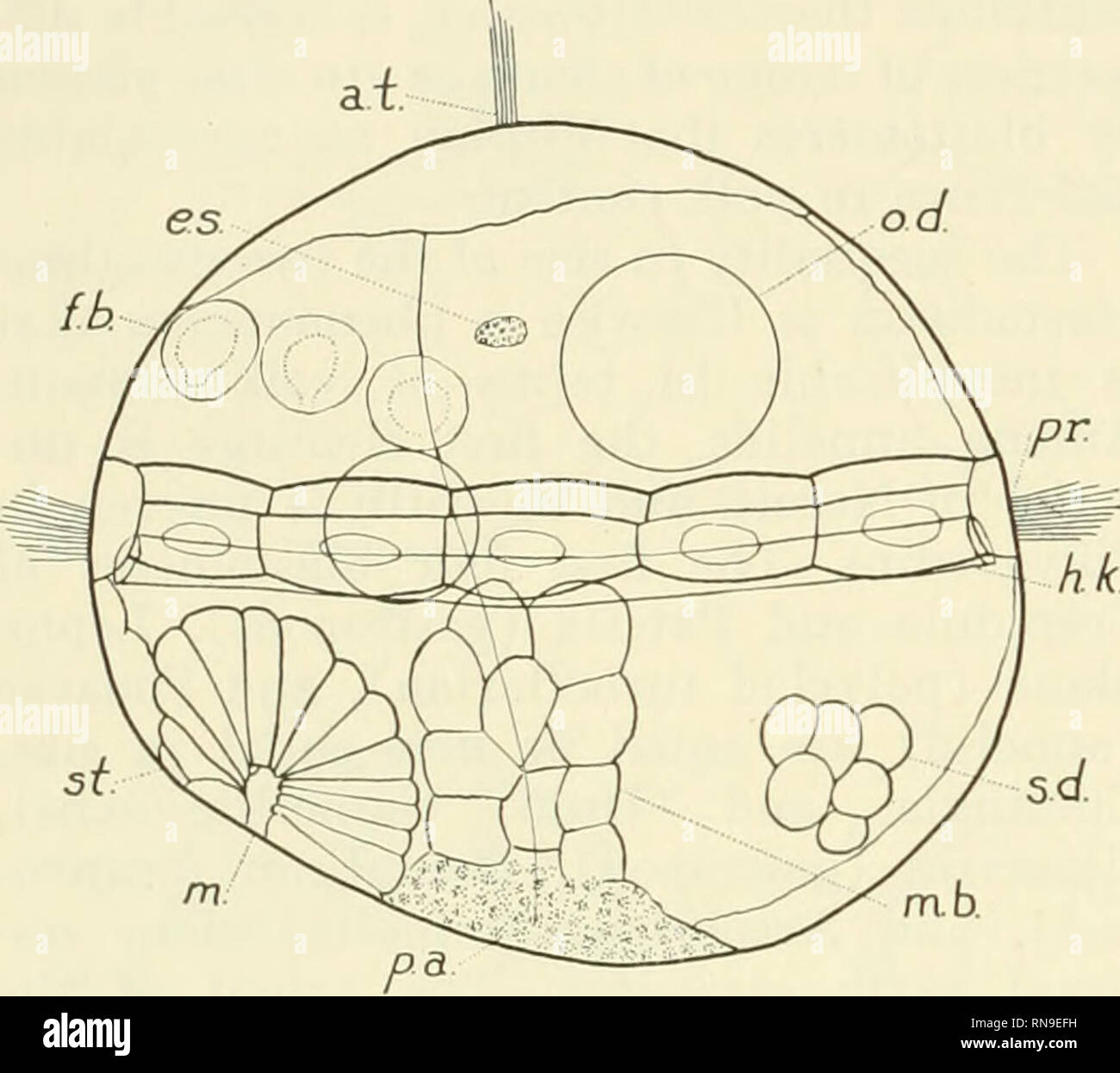 . Analysis of development. Embryology; Embryology. 216 Embryogenesis ...