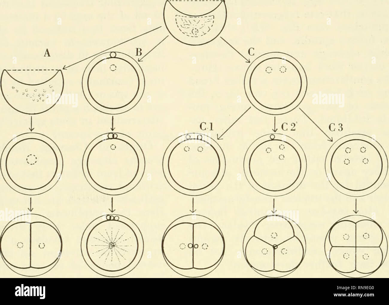 Haploid nuclei hi-res stock photography and images - Alamy
