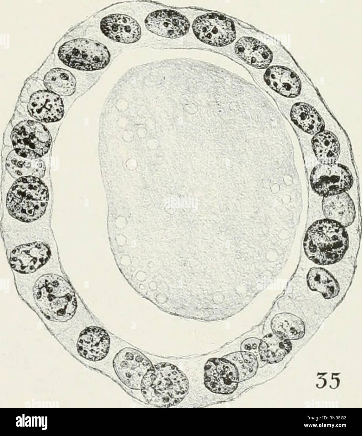 . Anatomical and physiological studies on the growth of the inner ear ...