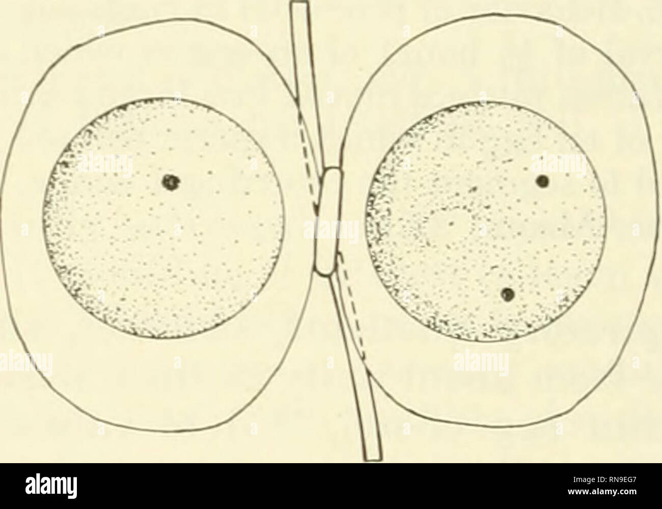 . Analysis of development. Embryology; Embryology. Fig. 67. A, Diagrams ...