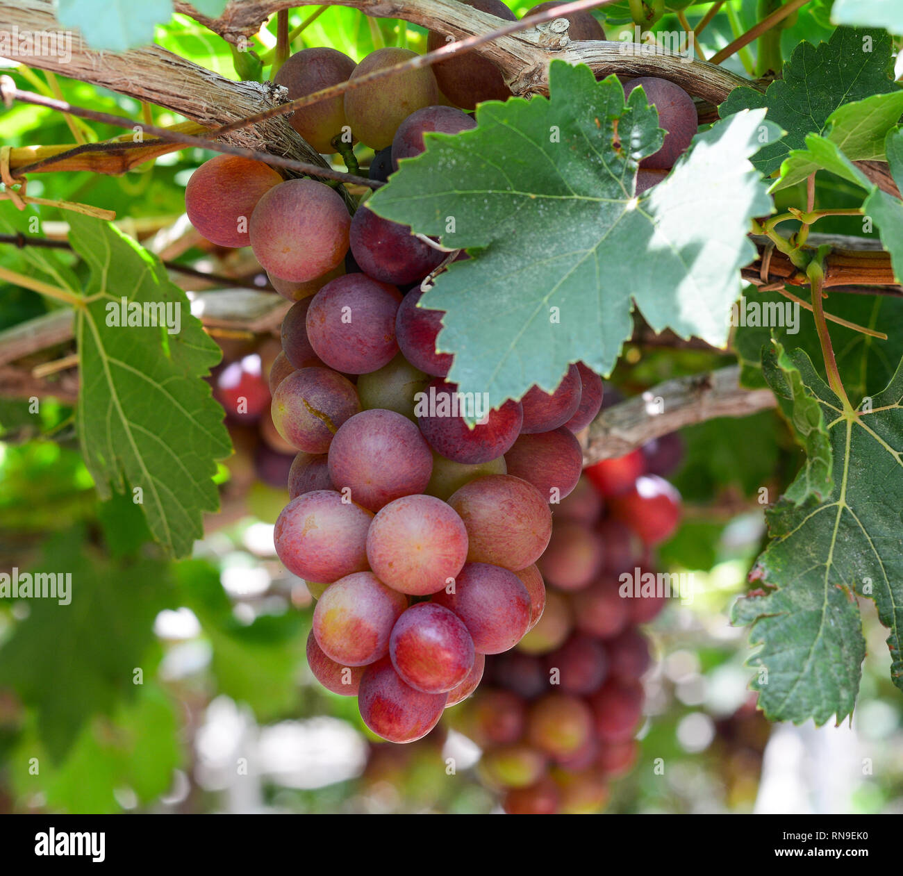 Grapes on the vine at summer day in Phan Rang, Vietnam Stock Photo - Alamy