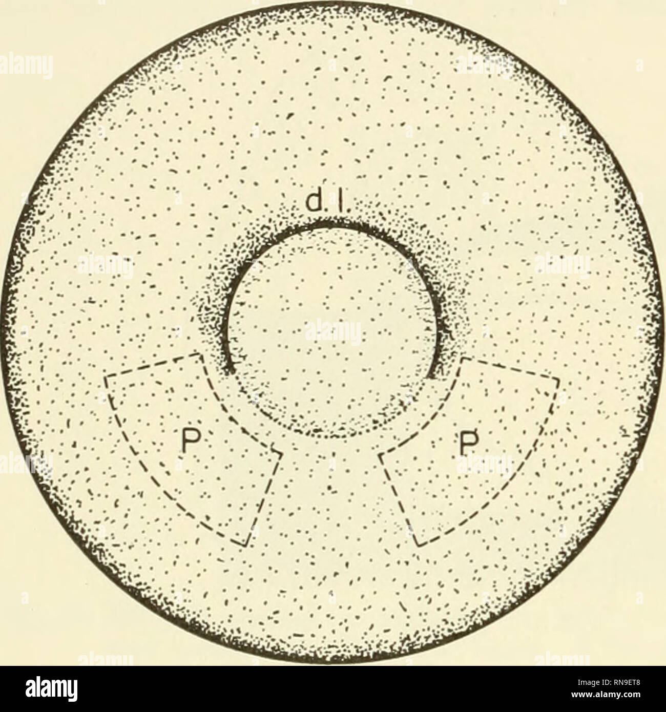 . Analysis of development. Embryology; Embryology. 176 Embryogenesis ...