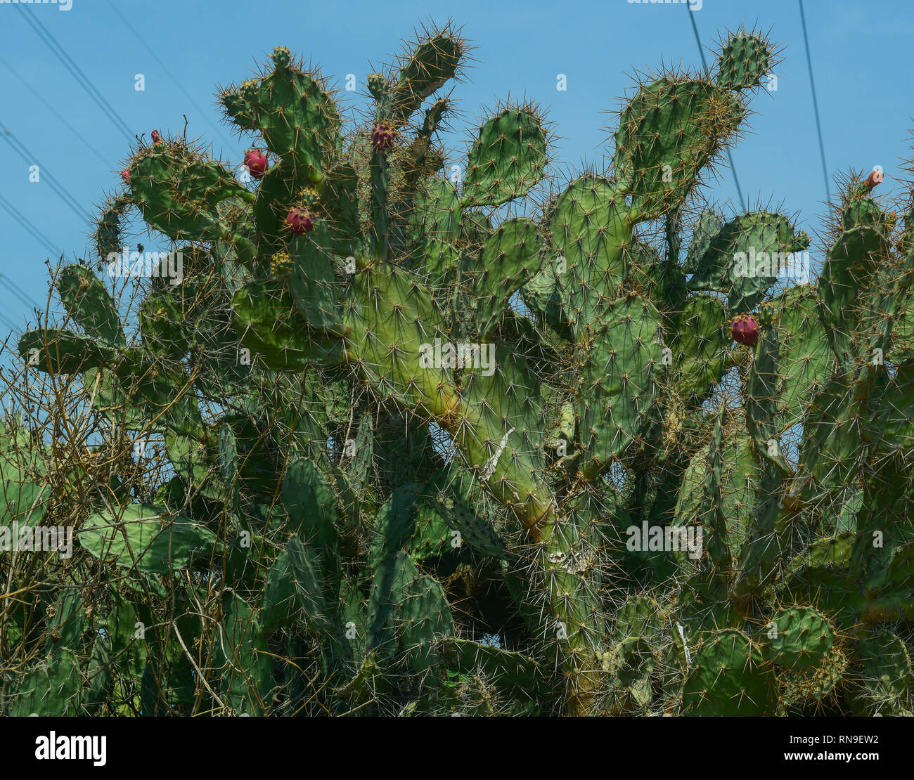 Wild cactus plant at summer day in Phan Thiet, Vietnam Stock Photo - Alamy