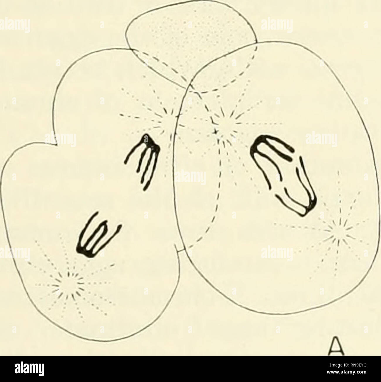 . Analysis of development. Embryology; Embryology. veg./( Fig. 45 ...