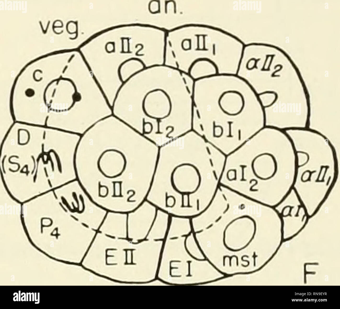 . Analysis of development. Embryology; Embryology. veg./( Fig. 45 ...