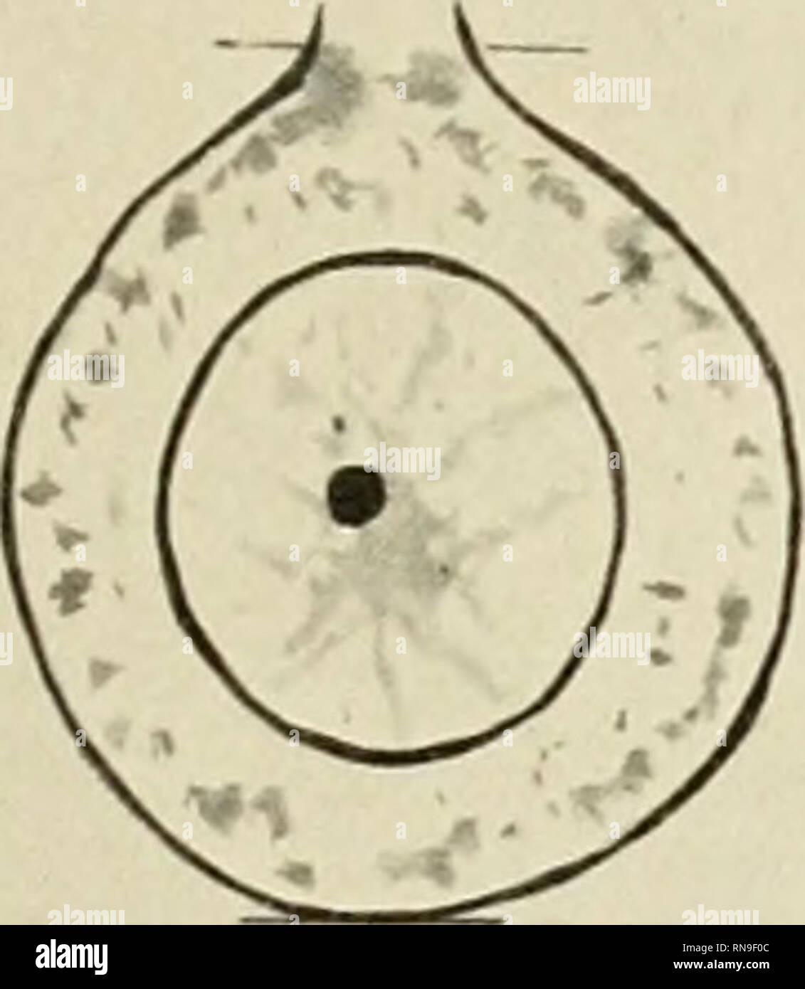 Wistar rat hi-res stock photography and images - Alamy