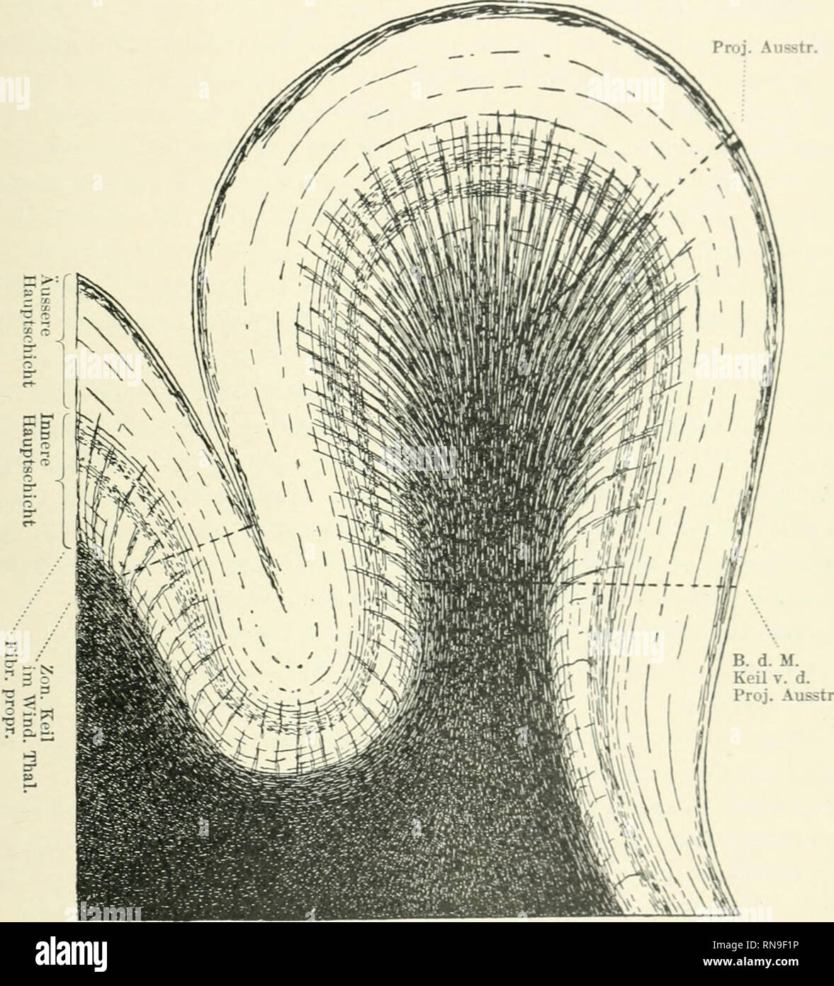 . The anatomical record. Anatomy; Anatomy. Feb. 29, 'OS. The Anatomical ...