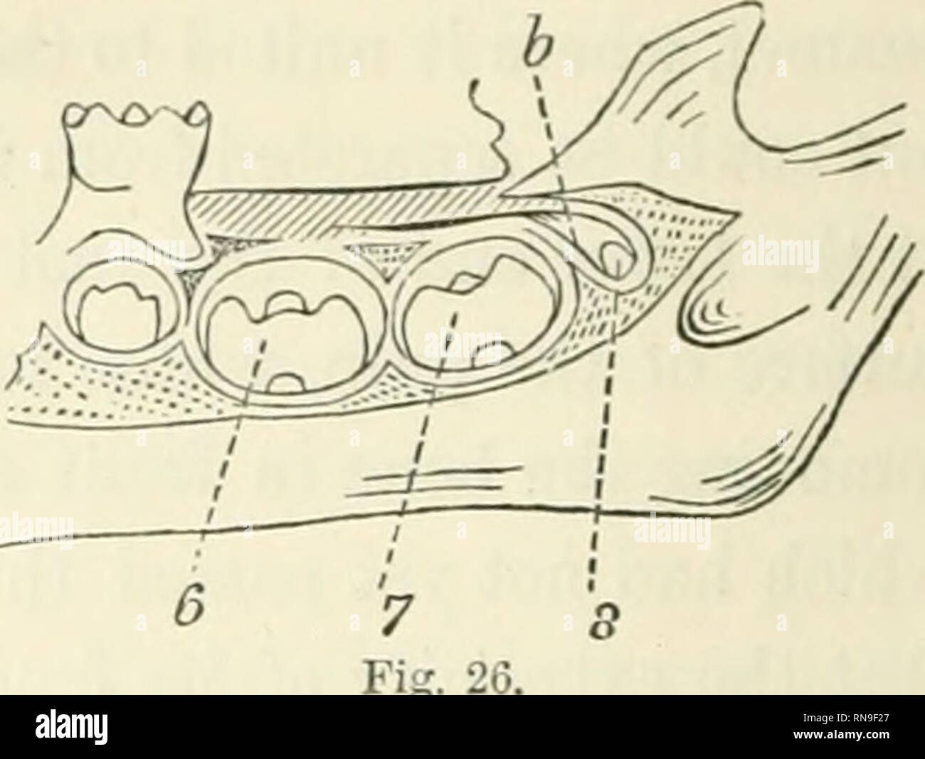 . The anatomical memoirs of John Goodsir. Anatomy. new sac and pulp of ...