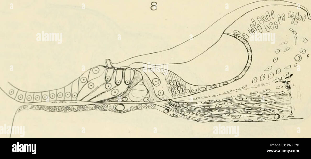 Wistar rat hi-res stock photography and images - Alamy