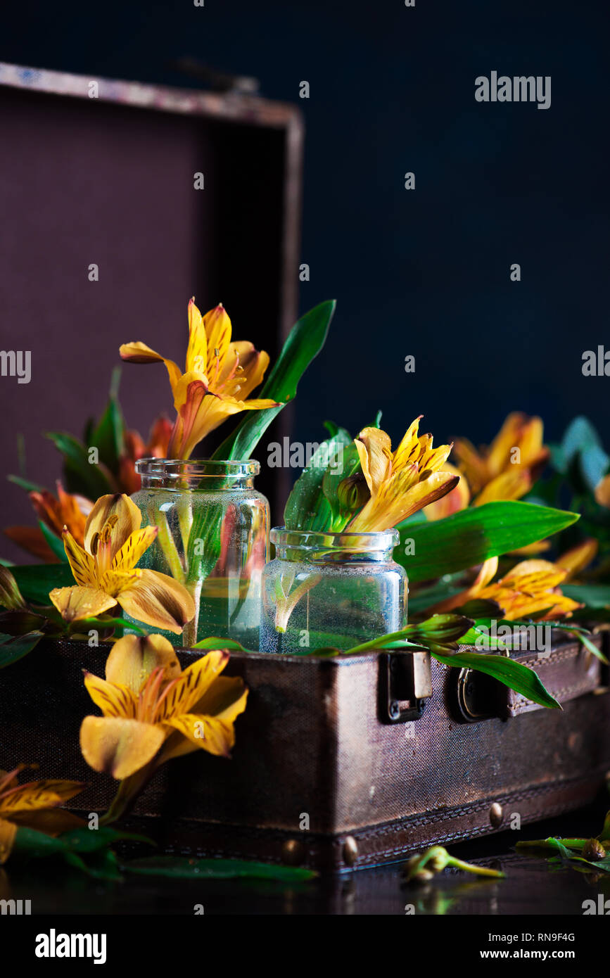 Alstroemeria peruvian lily vase life hi-res stock photography and ...