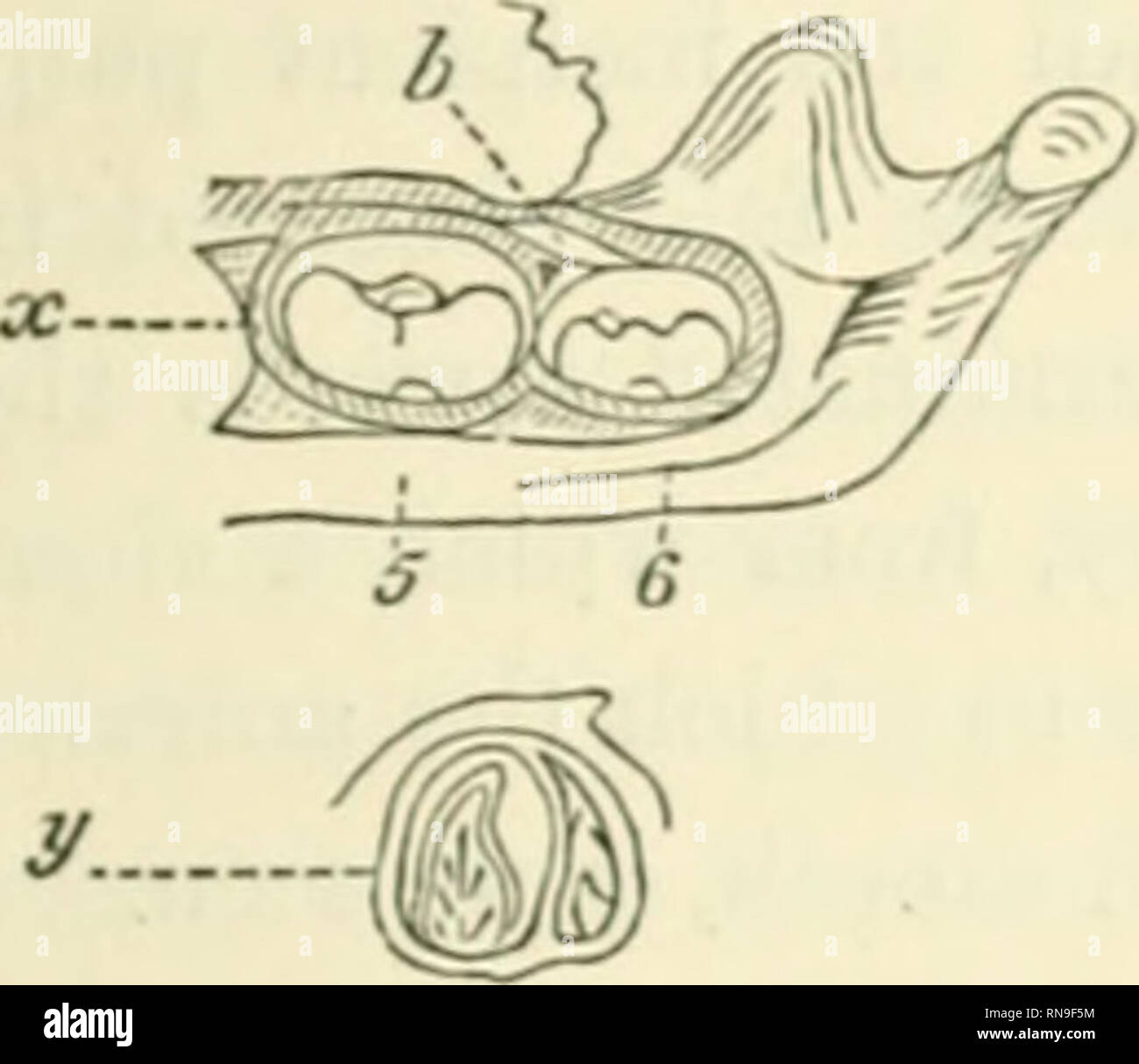 . The anatomical memoirs of John Goodsir. Anatomy. Fig. 22.. Fig. 23 ...