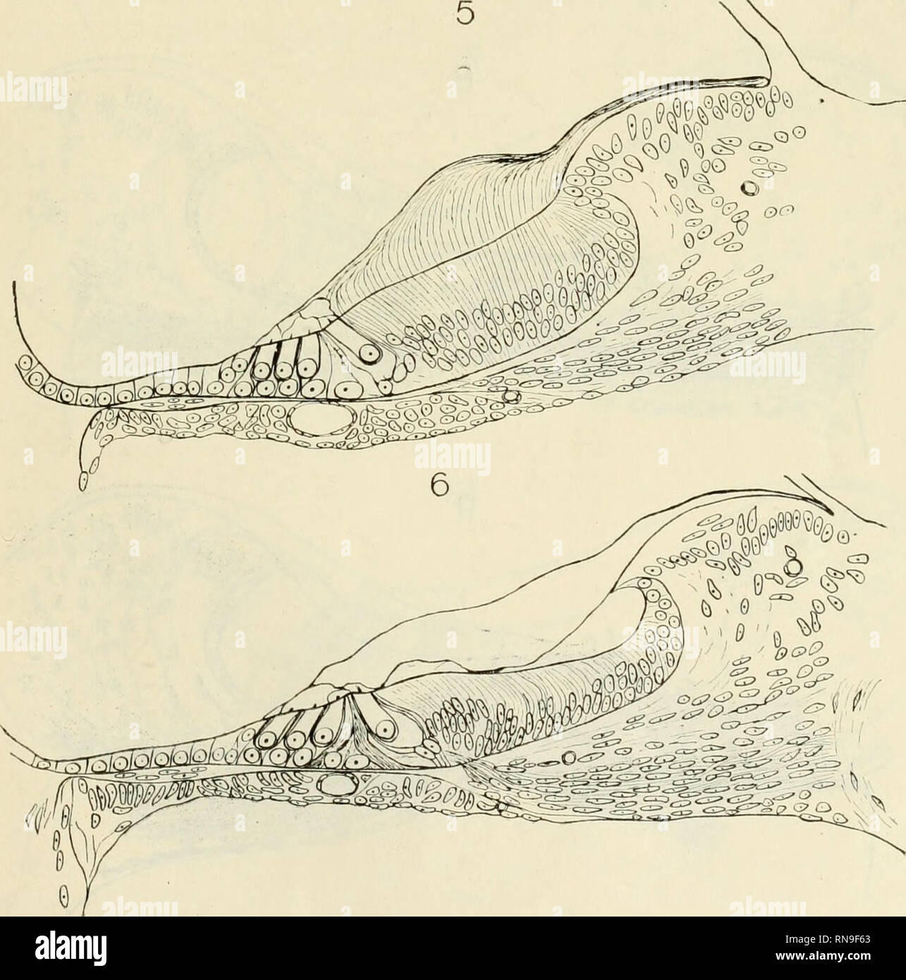 . Anatomical and physiological studies on the growth of the inner ear ...