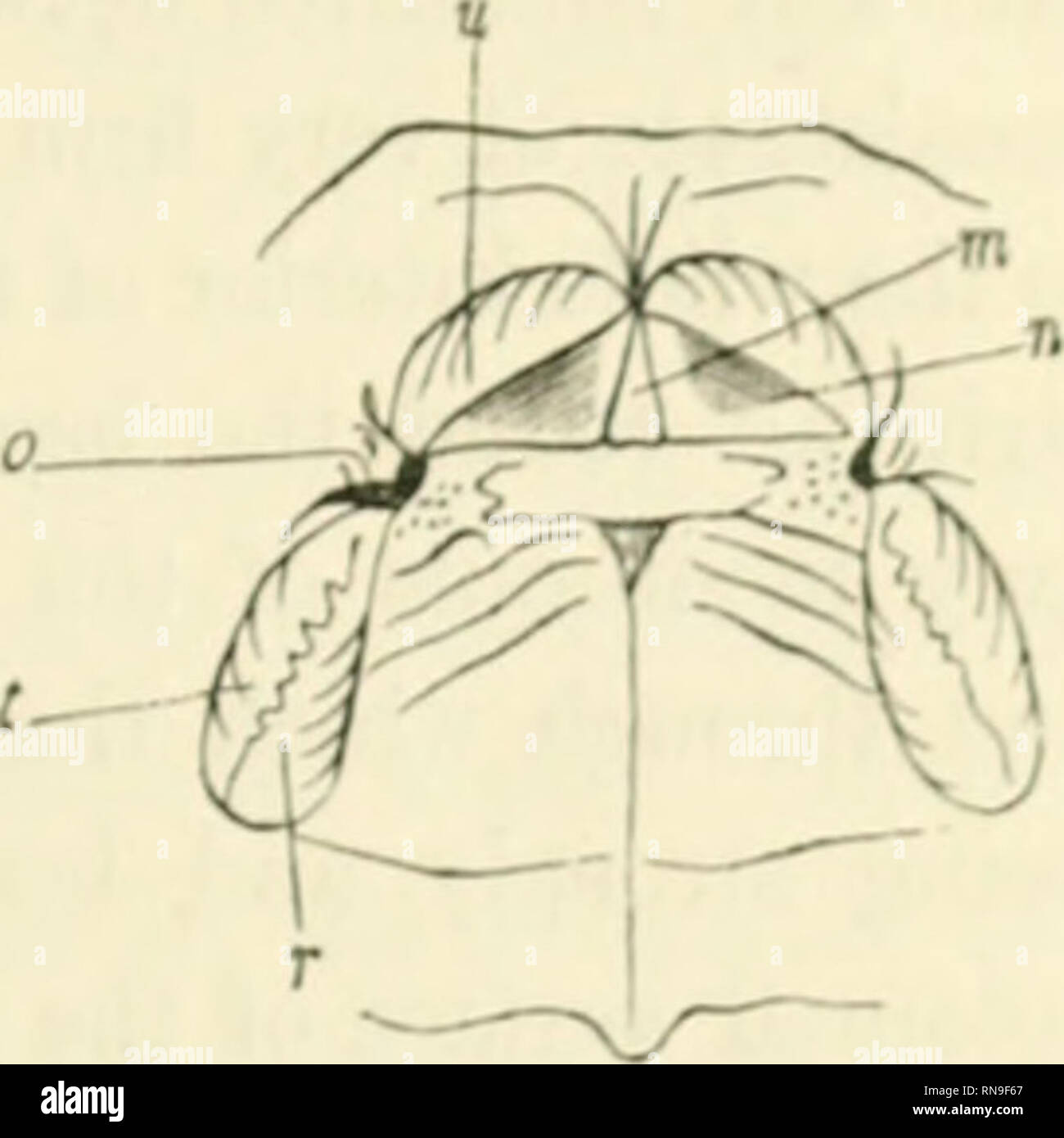 . The anatomical memoirs of John Goodsir. Anatomy. PULPS AND SACS OF ...