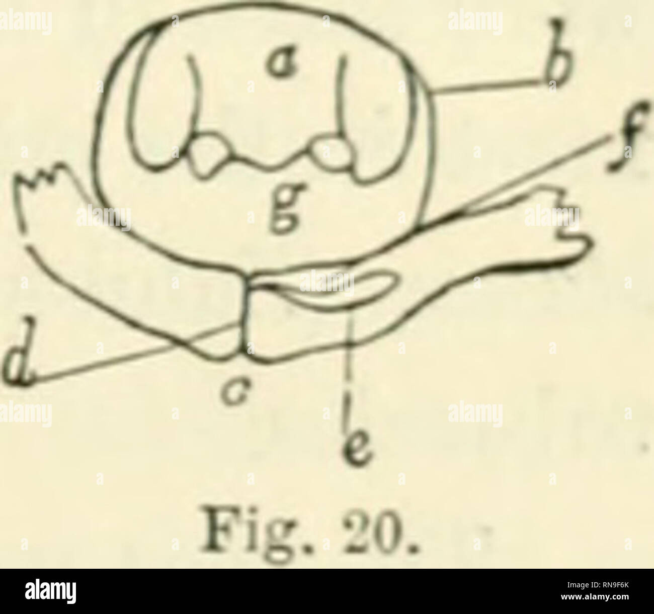 . The anatomical memoirs of John Goodsir. Anatomy. PULPS AND SACS OF ...