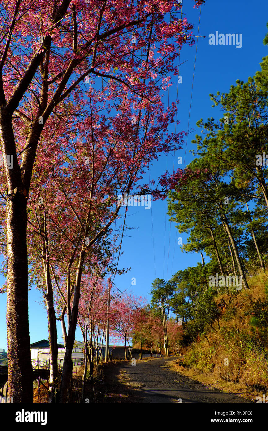 Beautiful landscape in spring at Da Lat, Vietnam, travel places in ...