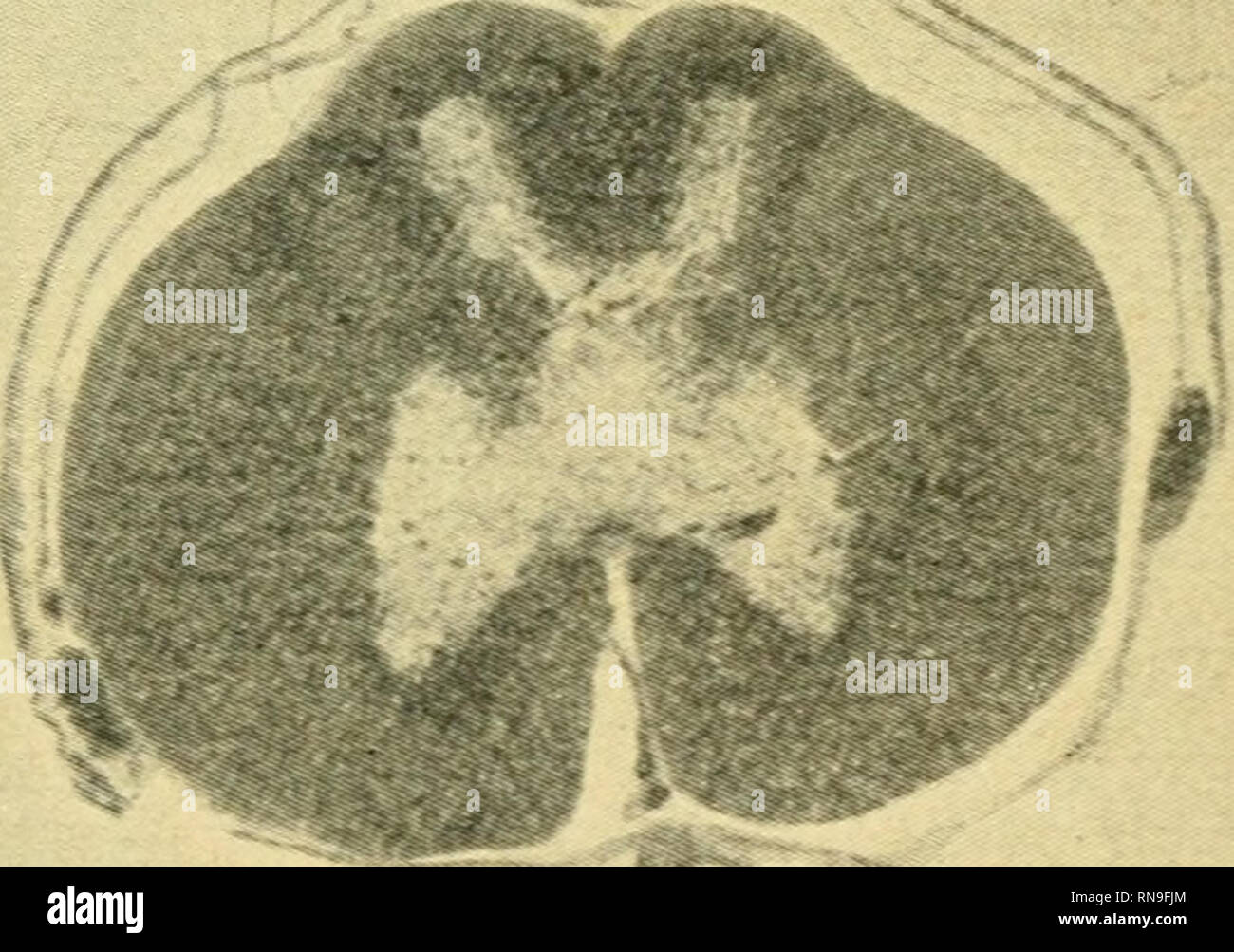 Opossum illustrations hi-res stock photography and images - Alamy