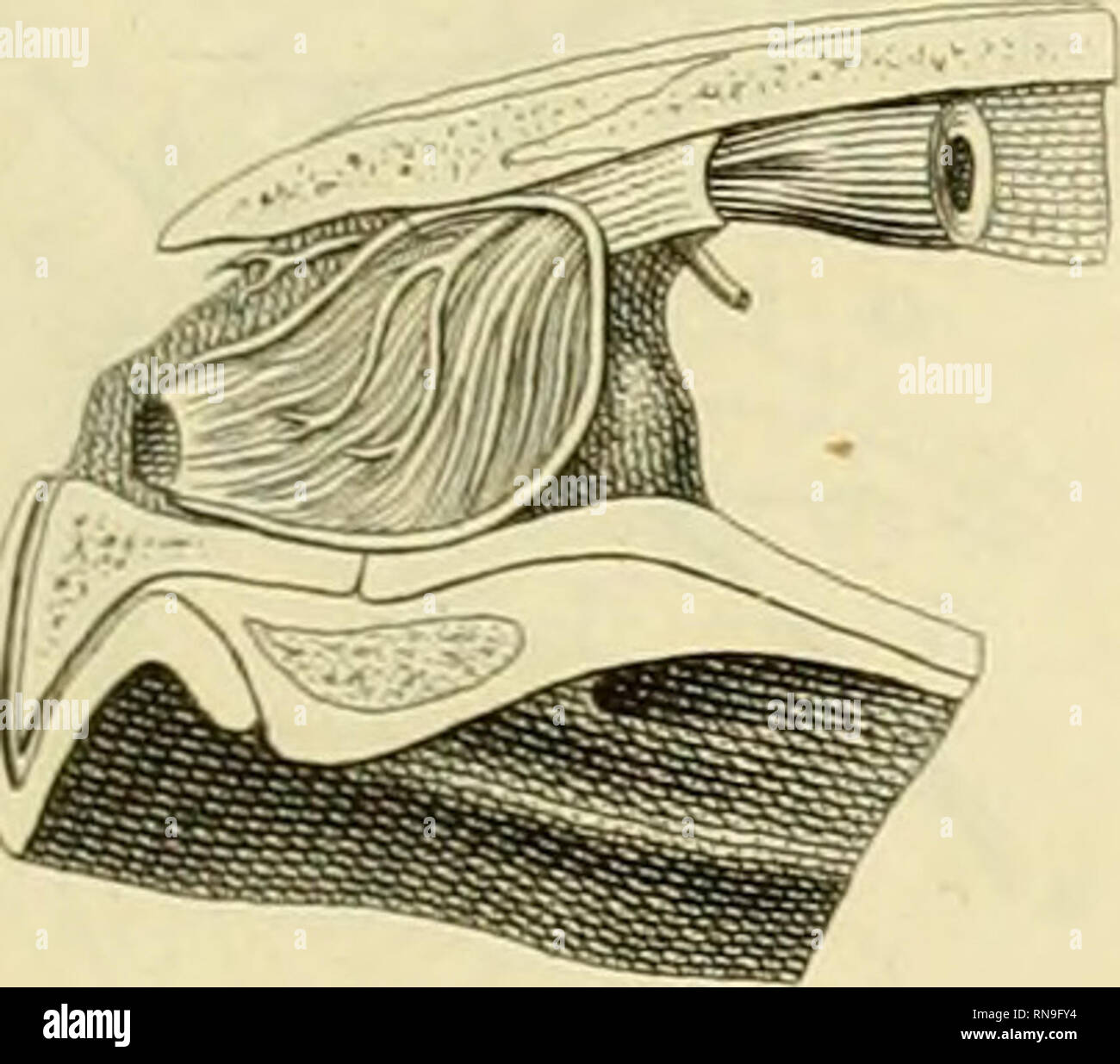 . Anatome testudinis Europaeae. Turtles -- Anatomy. Flo^. .y/^/f. Fio ...