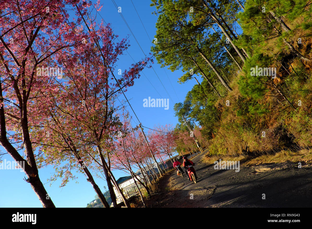 springtime nice cherry blossom tree with pink flower bloom on bent ...