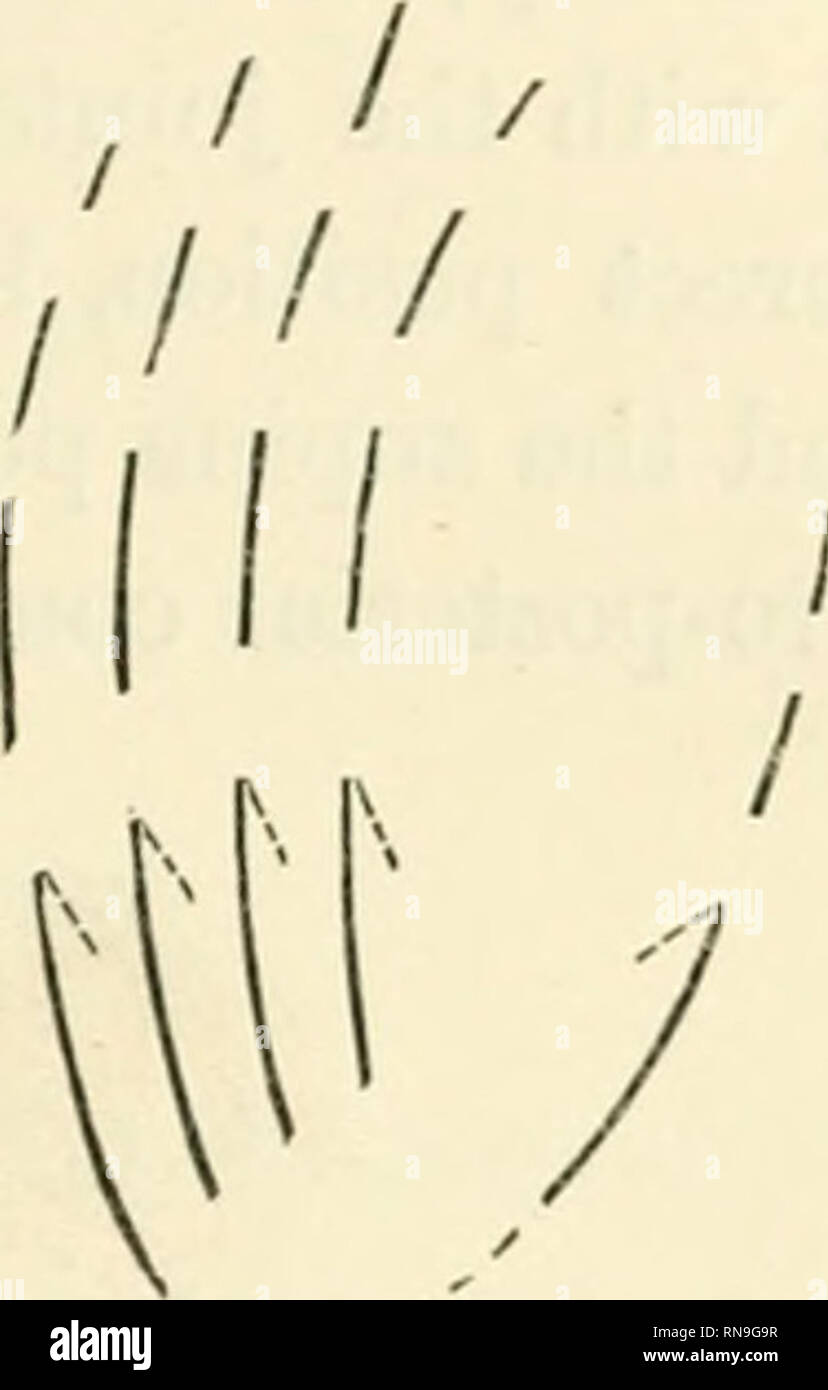 . The anatomical memoirs of John Goodsir. Anatomy. Fig. 11. Outline ...
