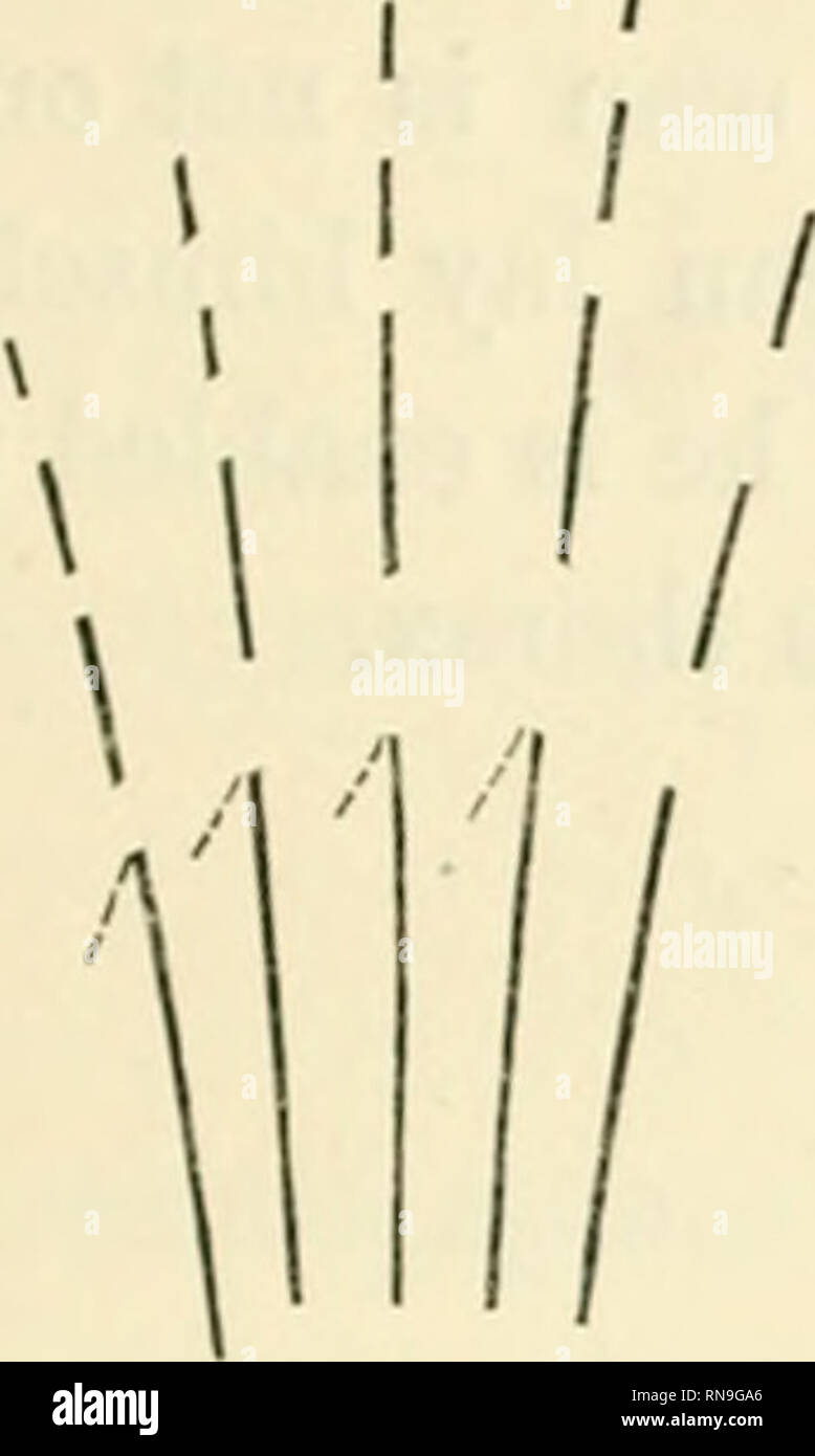 . The anatomical memoirs of John Goodsir. Anatomy. THE UPPER LIMB IN ...