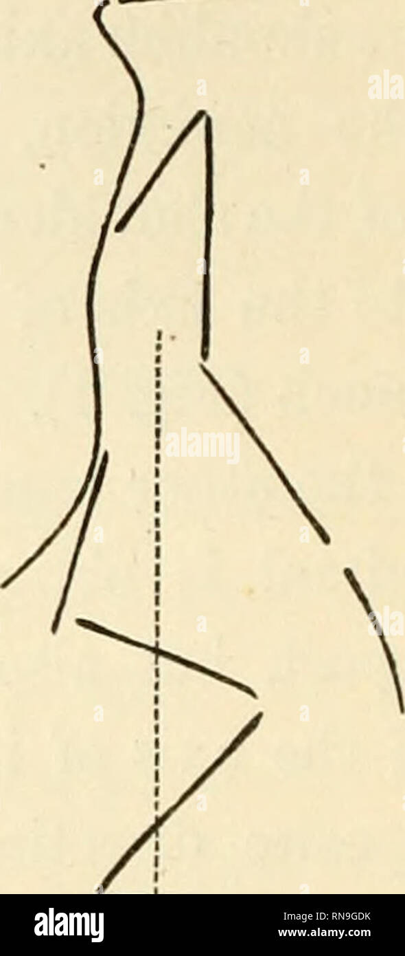 . The anatomical memoirs of John Goodsir. Anatomy. Fig. 4. Outline ...
