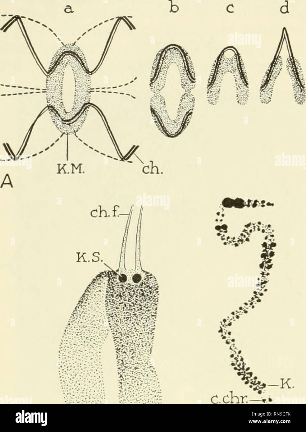 Kinetochore hi-res stock photography and images - Alamy
