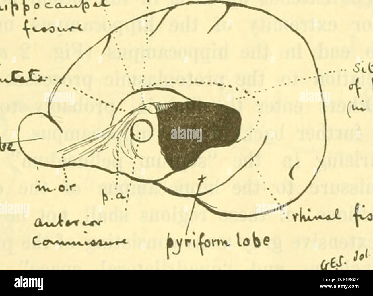 Er golgi hi-res stock photography and images - Alamy
