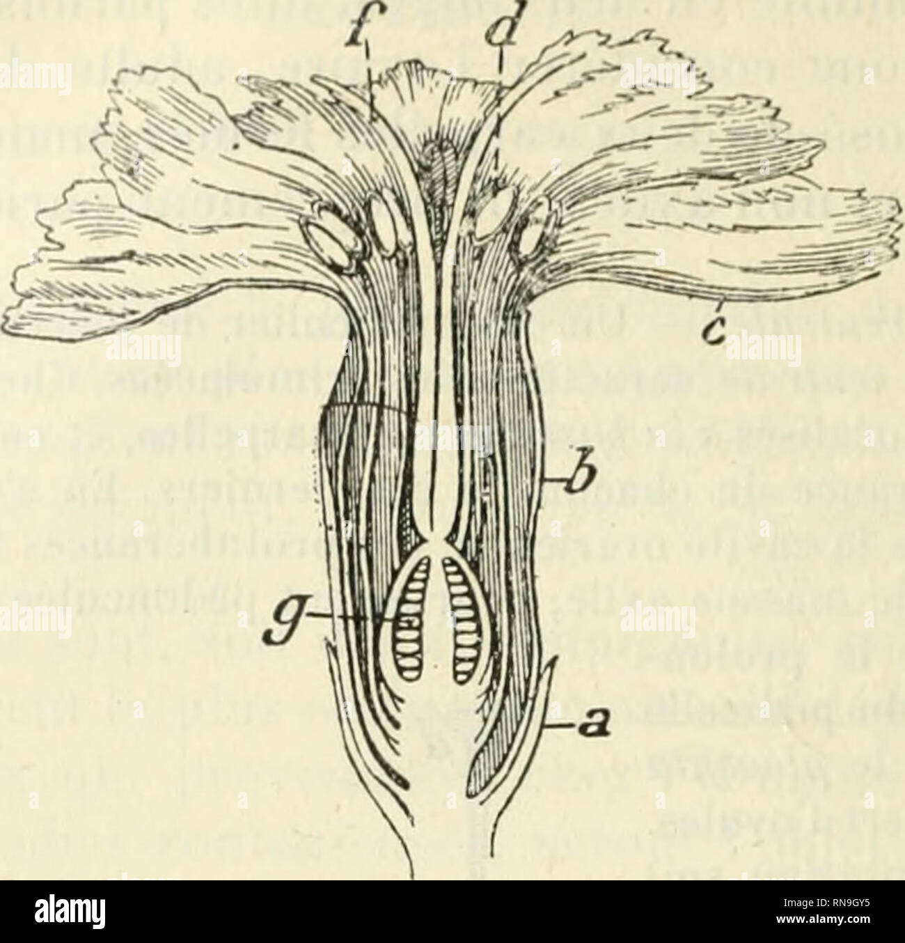 Anatomie fleur hi-res stock photography and images - Alamy