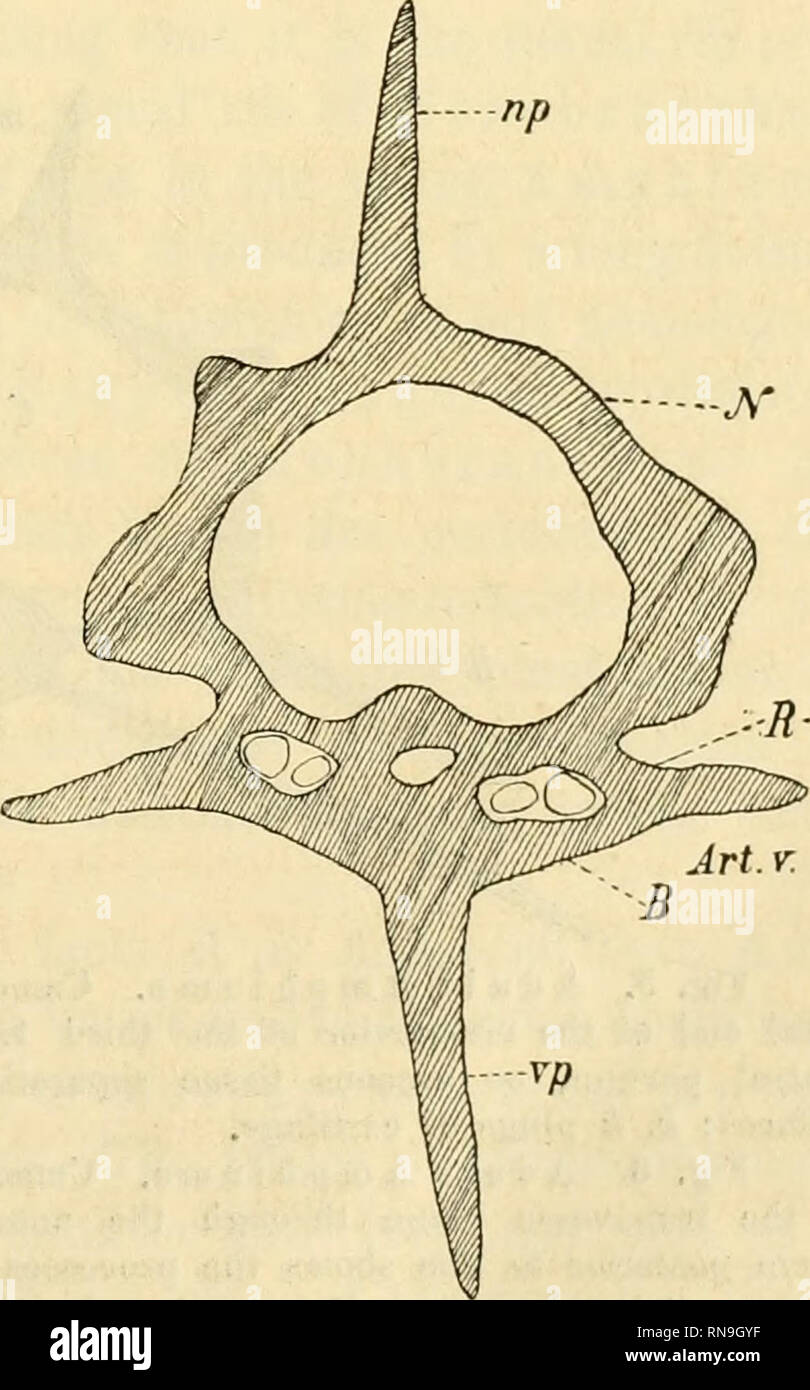 Vértebra sacra hi-res stock photography and images - Alamy