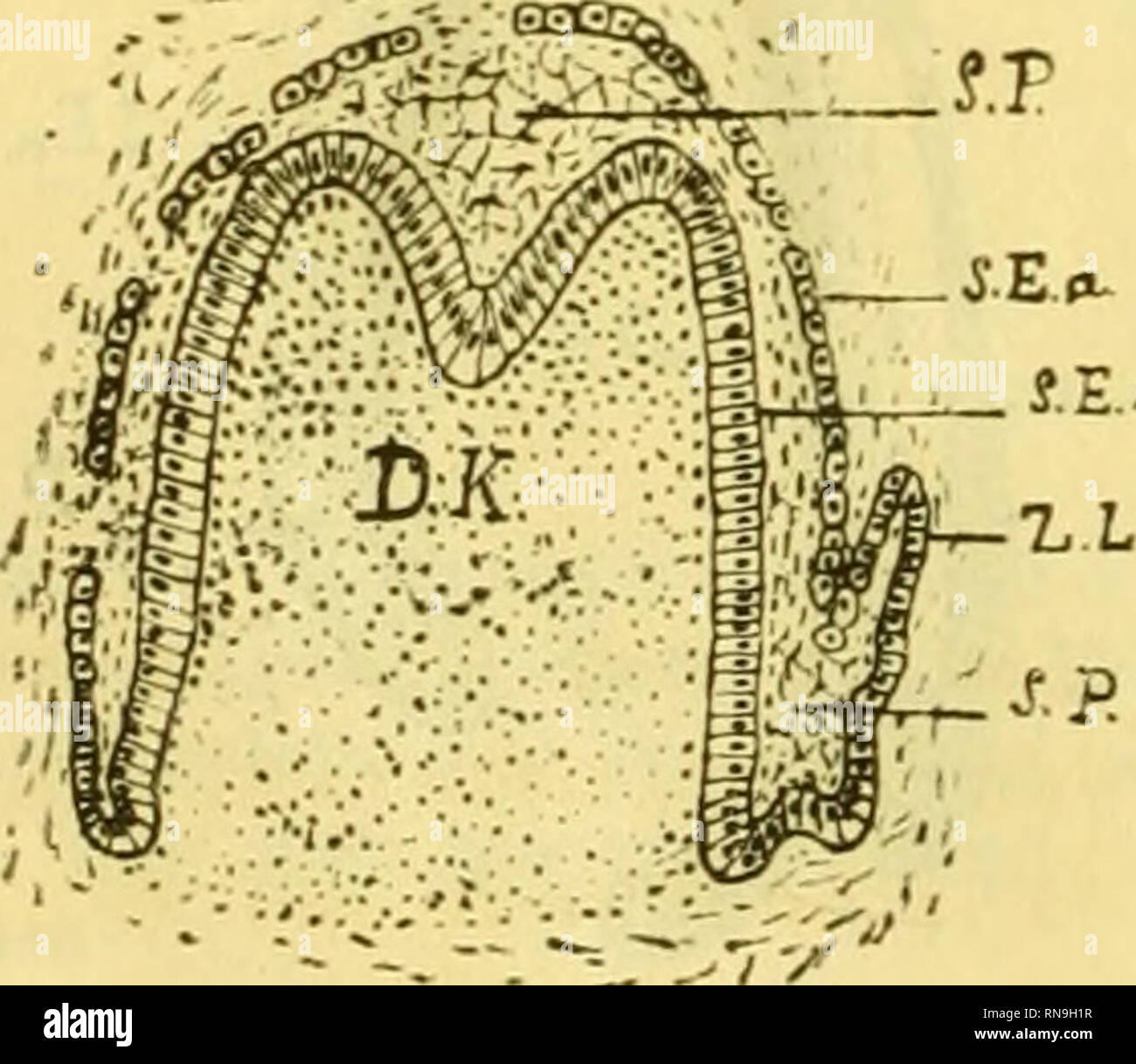 . Anatomischer Anzeiger. Anatomy, Comparative; Anatomy, Comparative ...