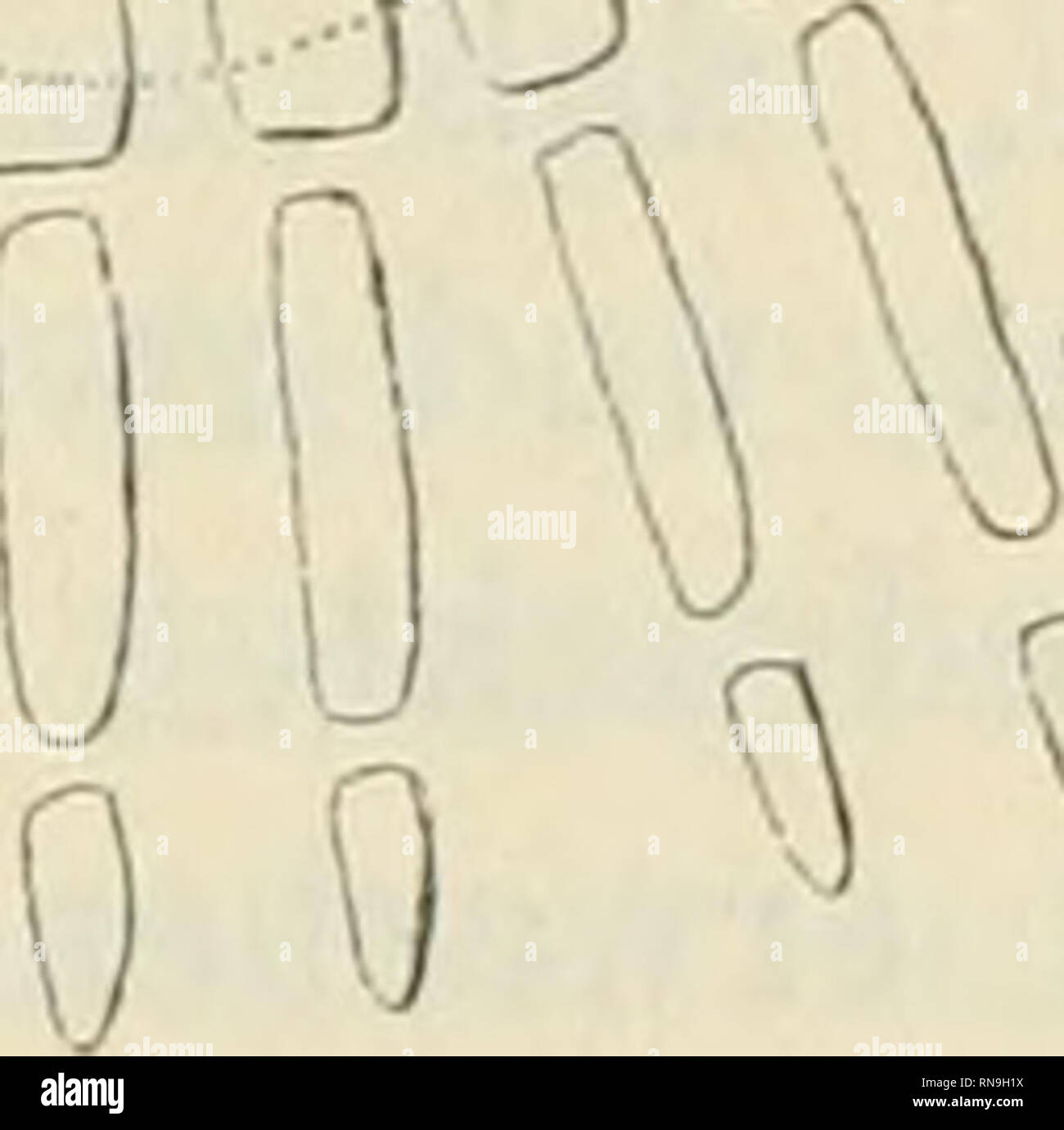 Mesopodium hi-res stock photography and images - Alamy