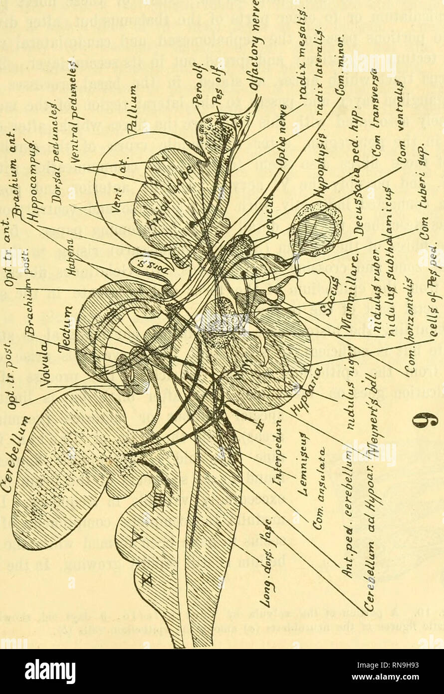 Peripheral nerve section hi-res stock photography and images - Alamy