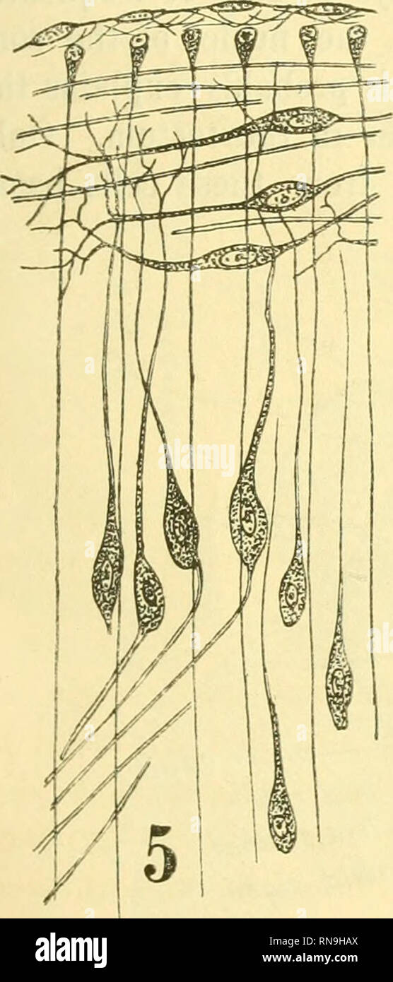 Ventricular zone hi-res stock photography and images - Alamy