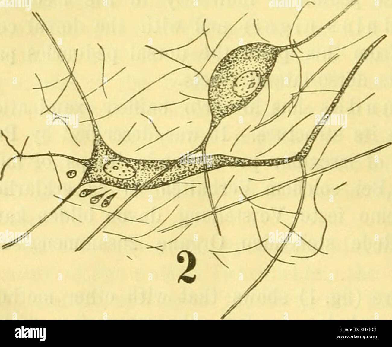 . Anatomischer Anzeiger. Anatomy, Comparative; Anatomy, Comparative ...
