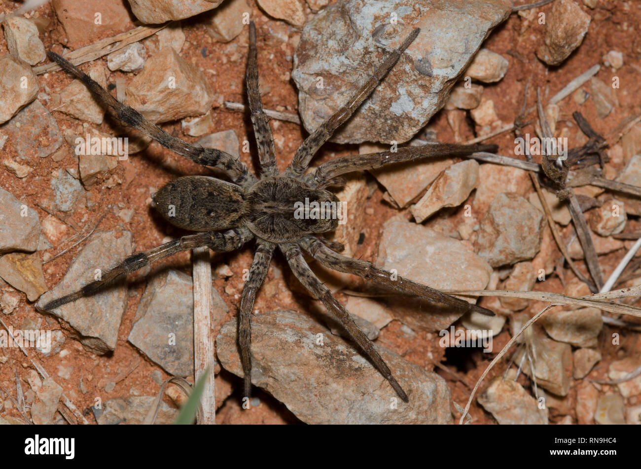 Wolf Spider, Hogna antelucana Stock Photo - Alamy
