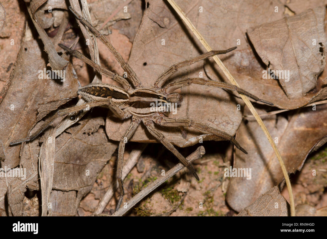 Rabid hi-res stock photography and images - Alamy