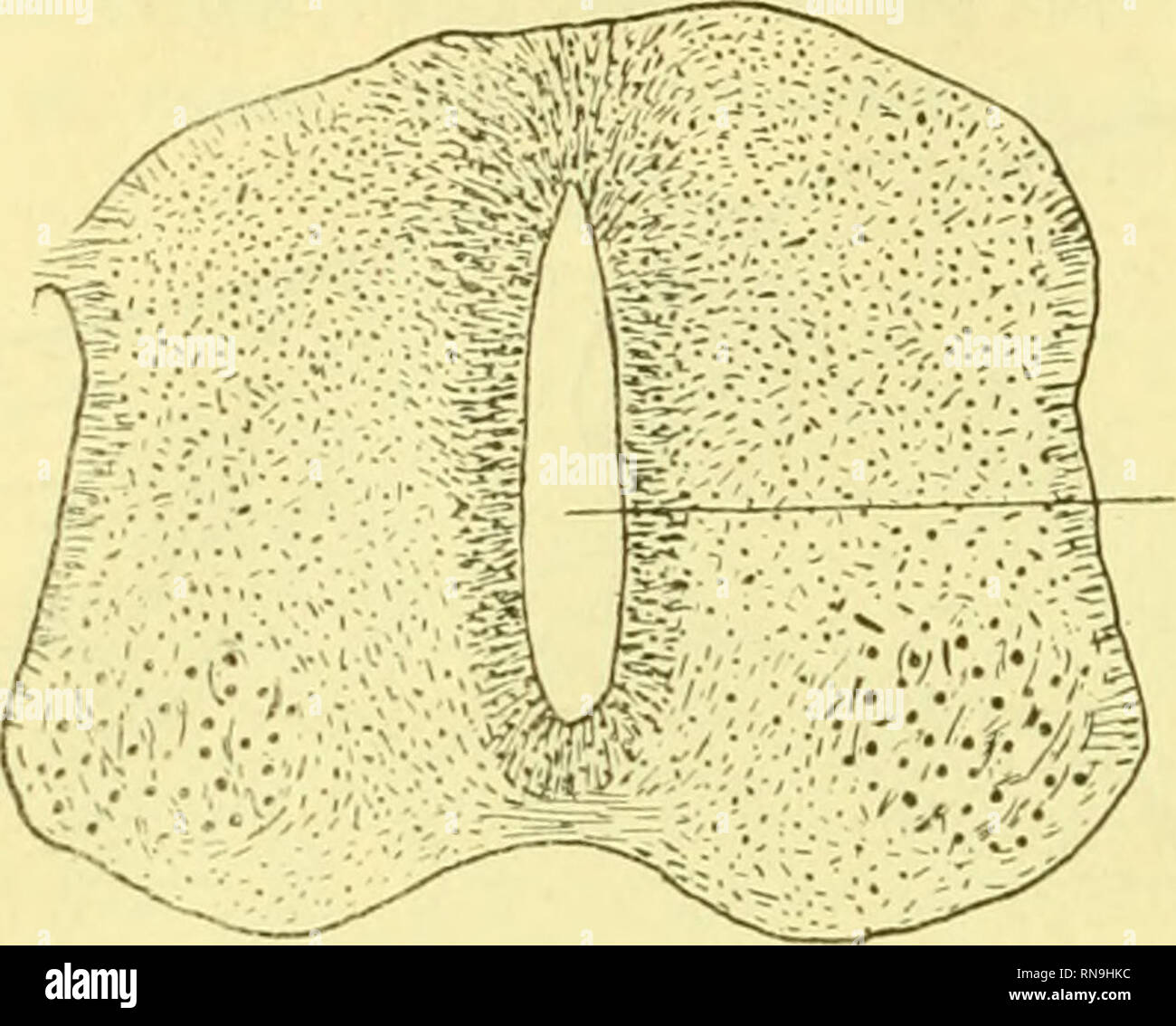 Normal spinal cord anatomy hi-res stock photography and images - Alamy
