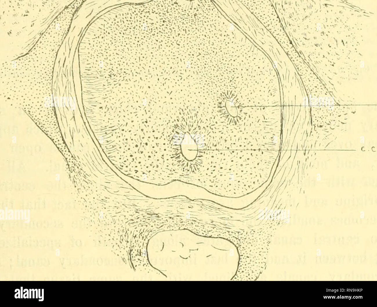 Normal spinal cord anatomy hi-res stock photography and images - Alamy