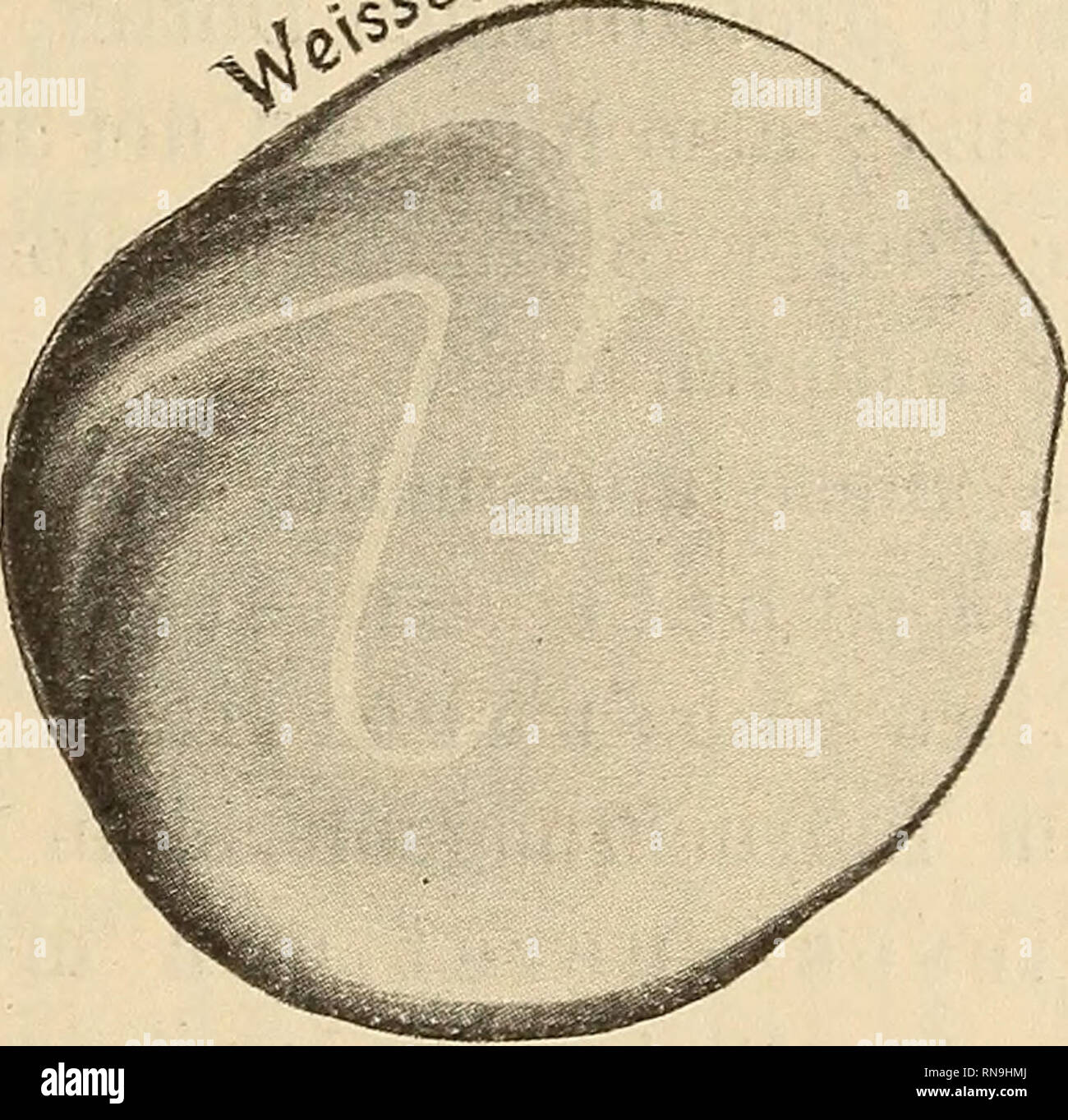 . Anatomischer Anzeiger. Anatomy, Comparative. Fig. 2. 5fc?*g*|g. Fie ...