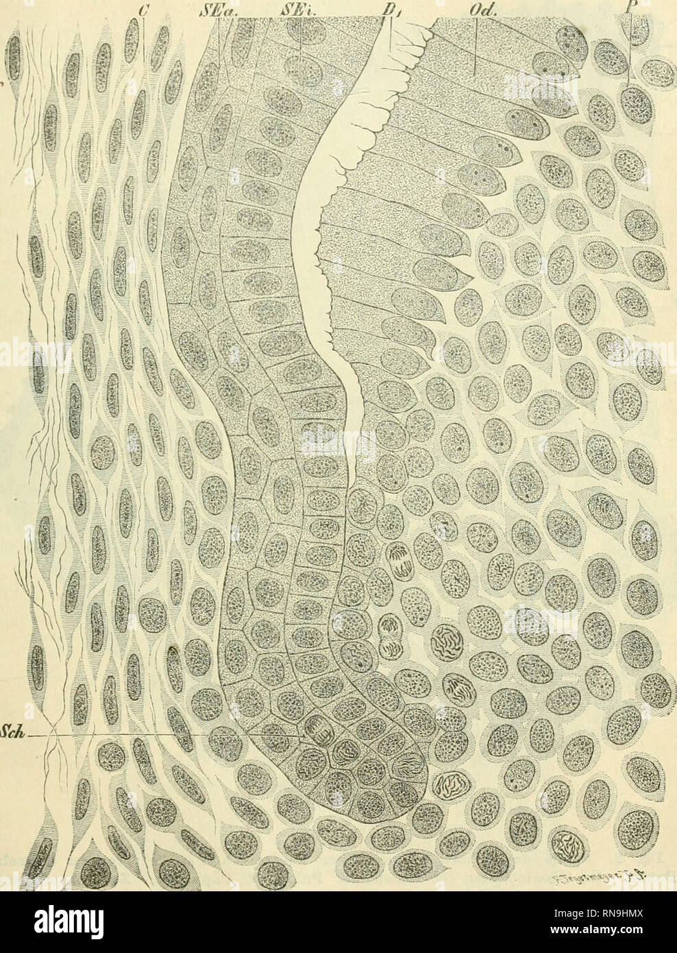 . Anatomischer Anzeiger. Anatomy, Comparative; Anatomy, Comparative ...