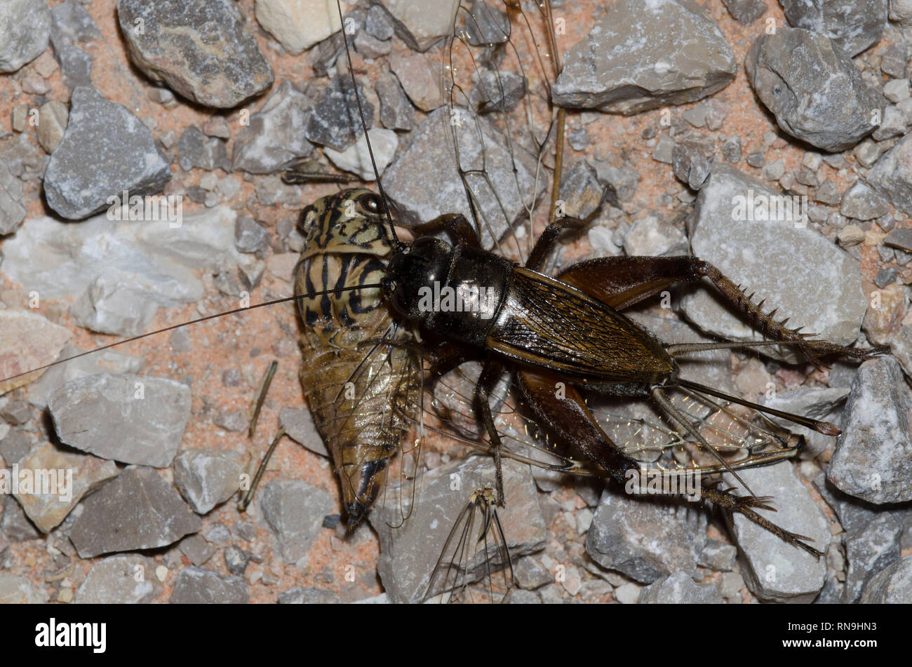 Field Cricket, Gryllus sp., feeding on dead Hieroglyphic Cicada ...