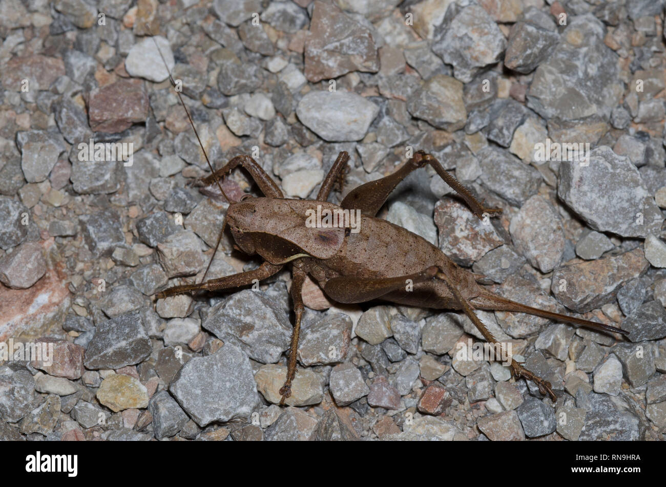Shield-backed Katydid, Atlanticus sp., female Stock Photo - Alamy