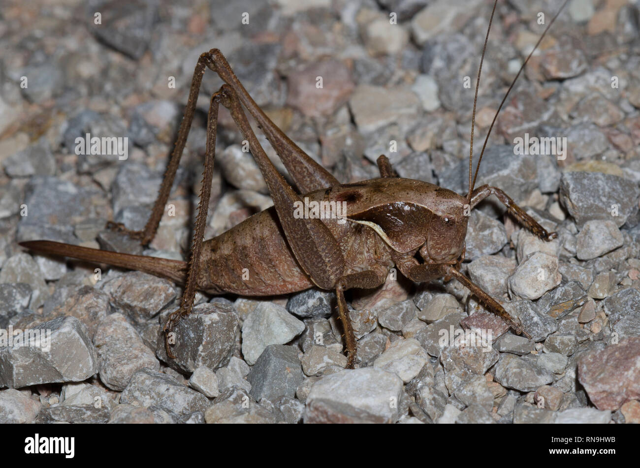 Shield-backed Katydid, Atlanticus sp., female Stock Photo - Alamy