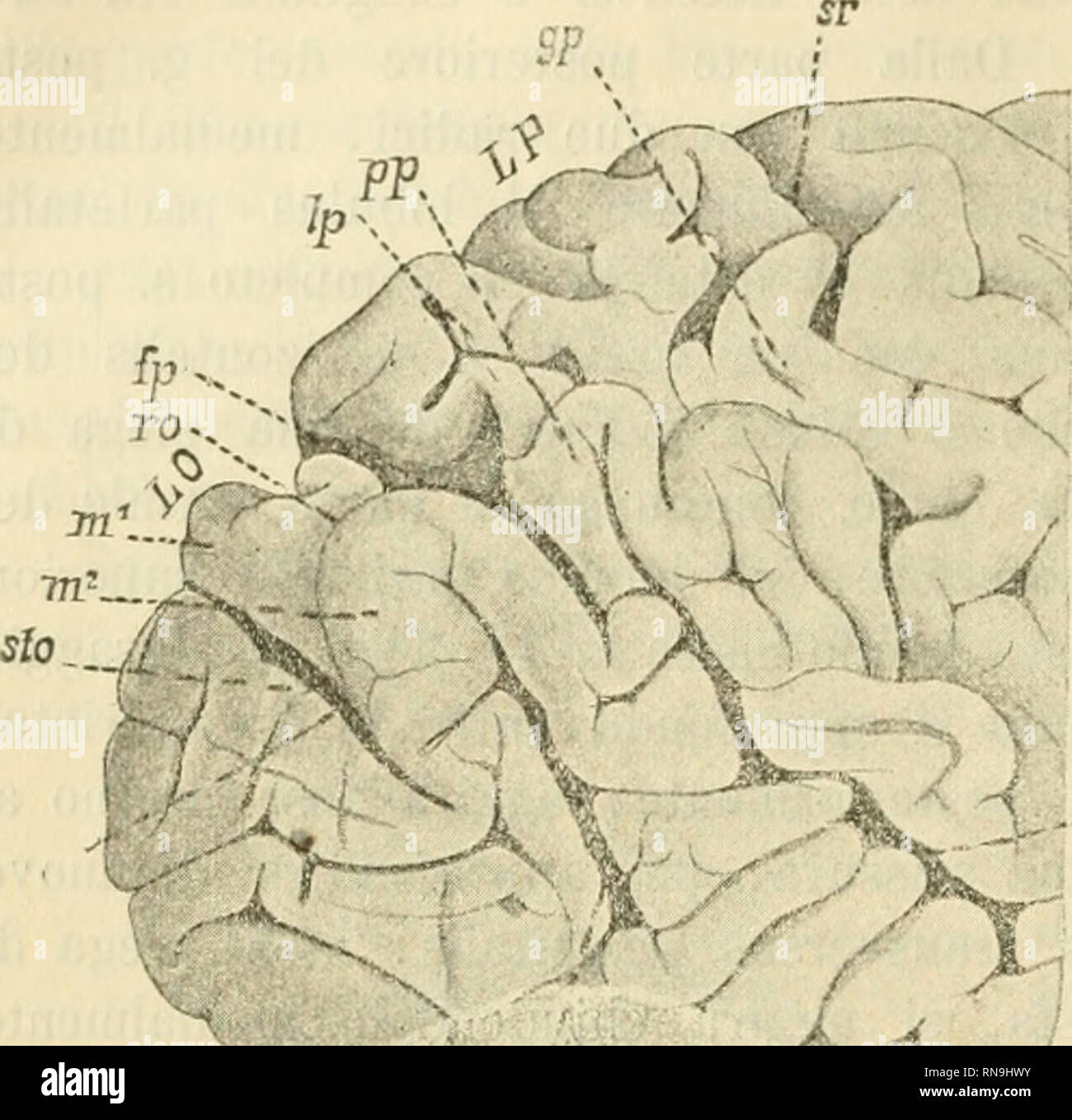 Lobo parietale hi-res stock photography and images - Alamy