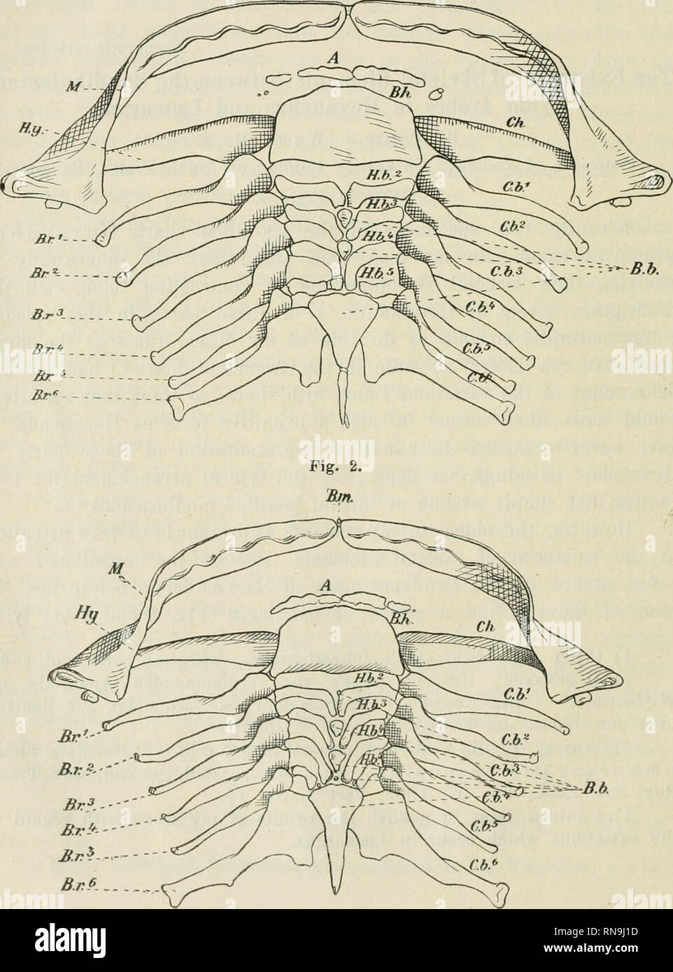 Two elongated specimens hi-res stock photography and images - Alamy