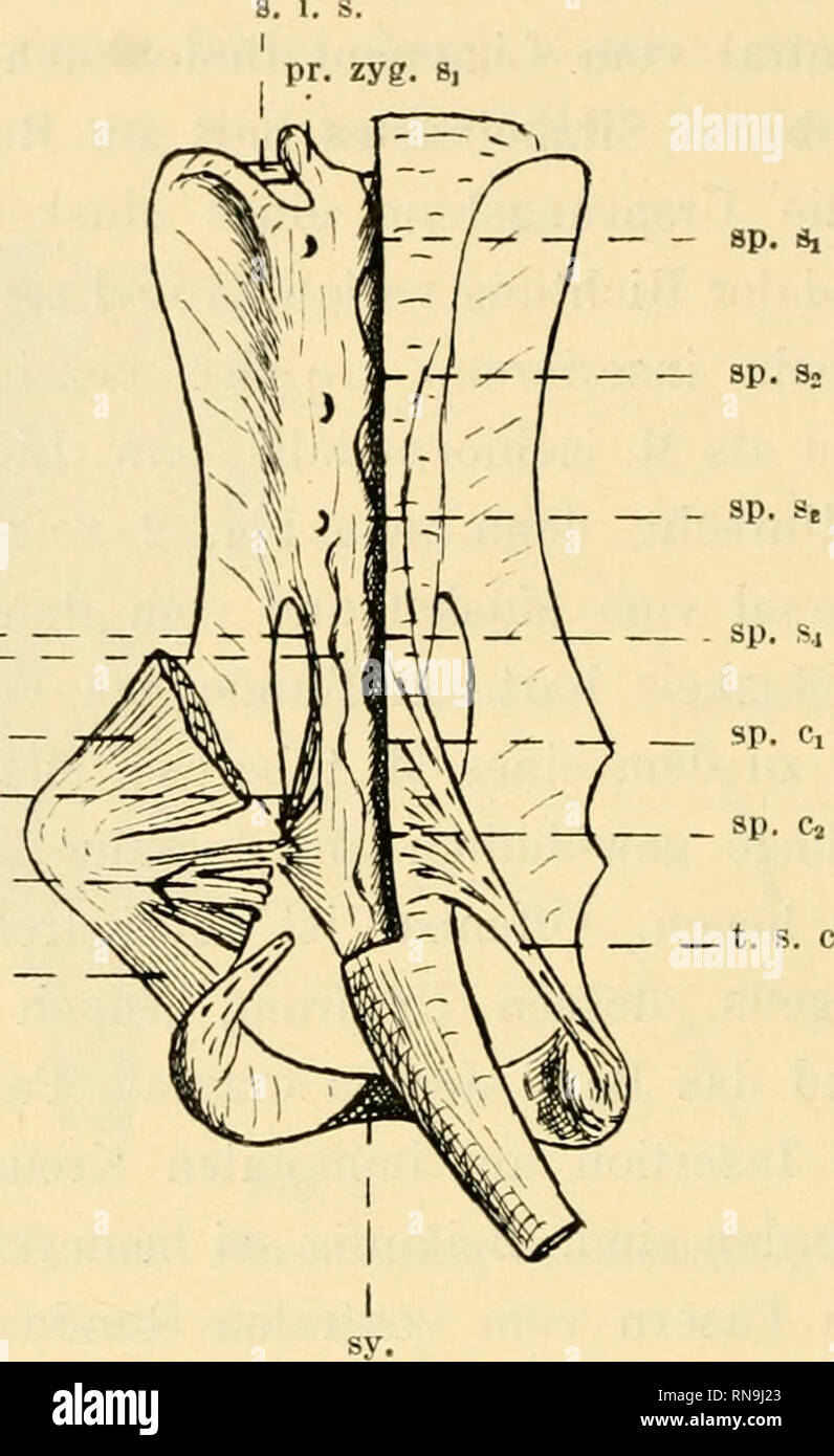 Beckenregion hi-res stock photography and images - Alamy
