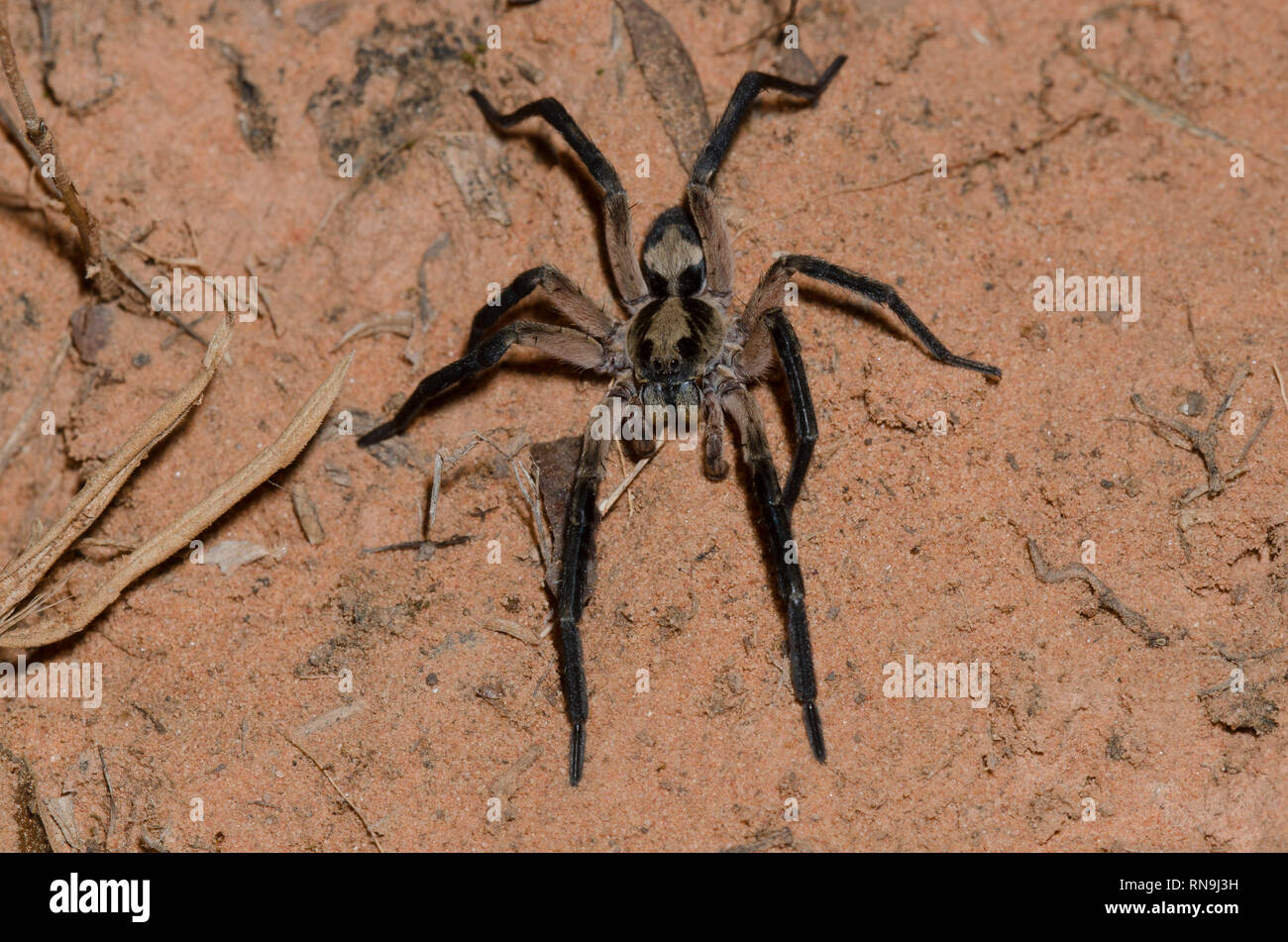 Burrowing Wolf Spider, Geolycosa sp Stock Photo - Alamy