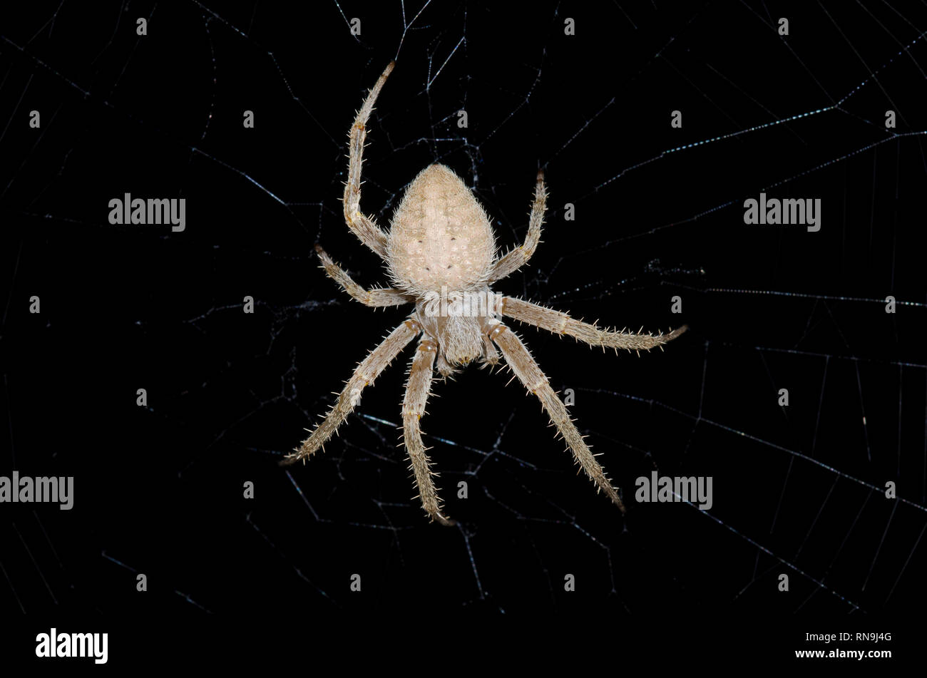 Neoscona Stock Photos & Neoscona Stock Images - Alamy